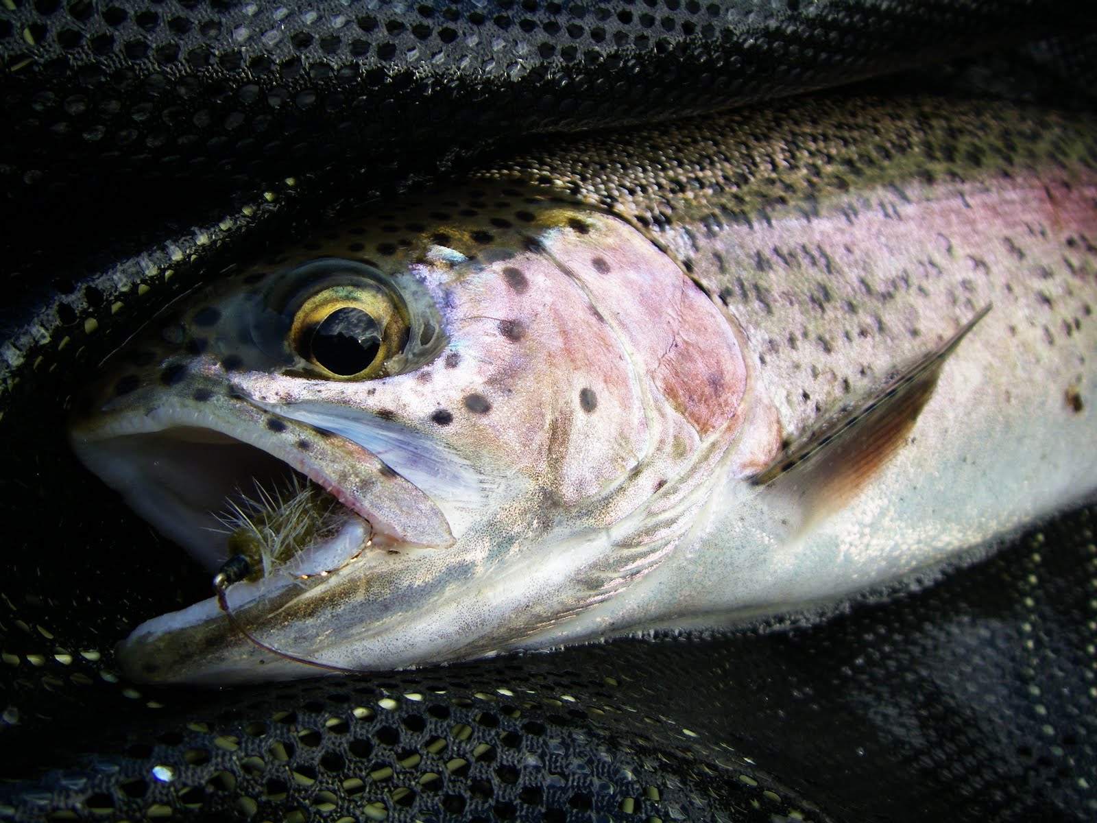 Home Waters: A Fly Fishing Life: Trout Lake Report: The Eerie Smiling Trout