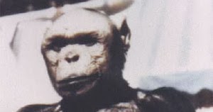LA LEYENDA DEL HUMANZEE
