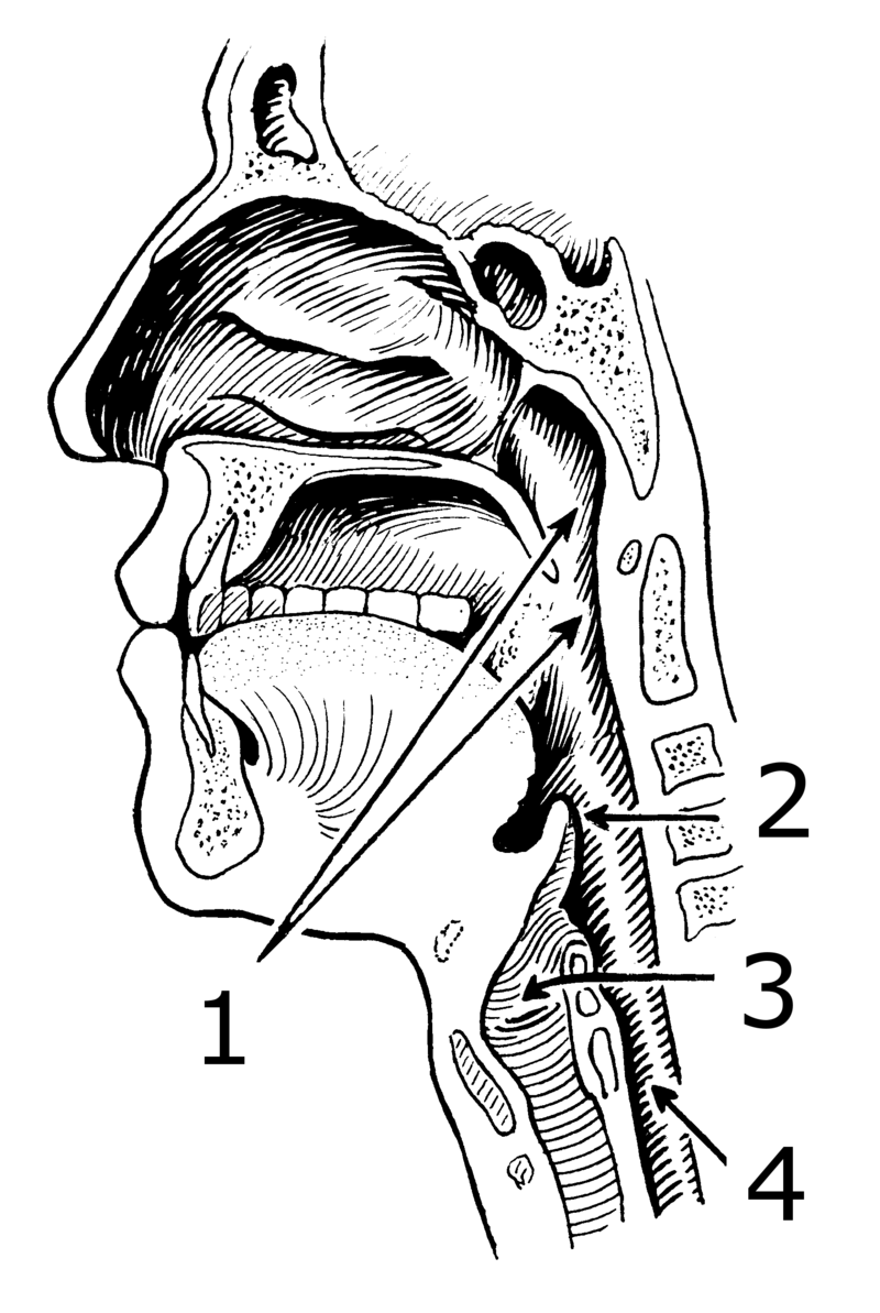 Radiología de la cara y el cuello