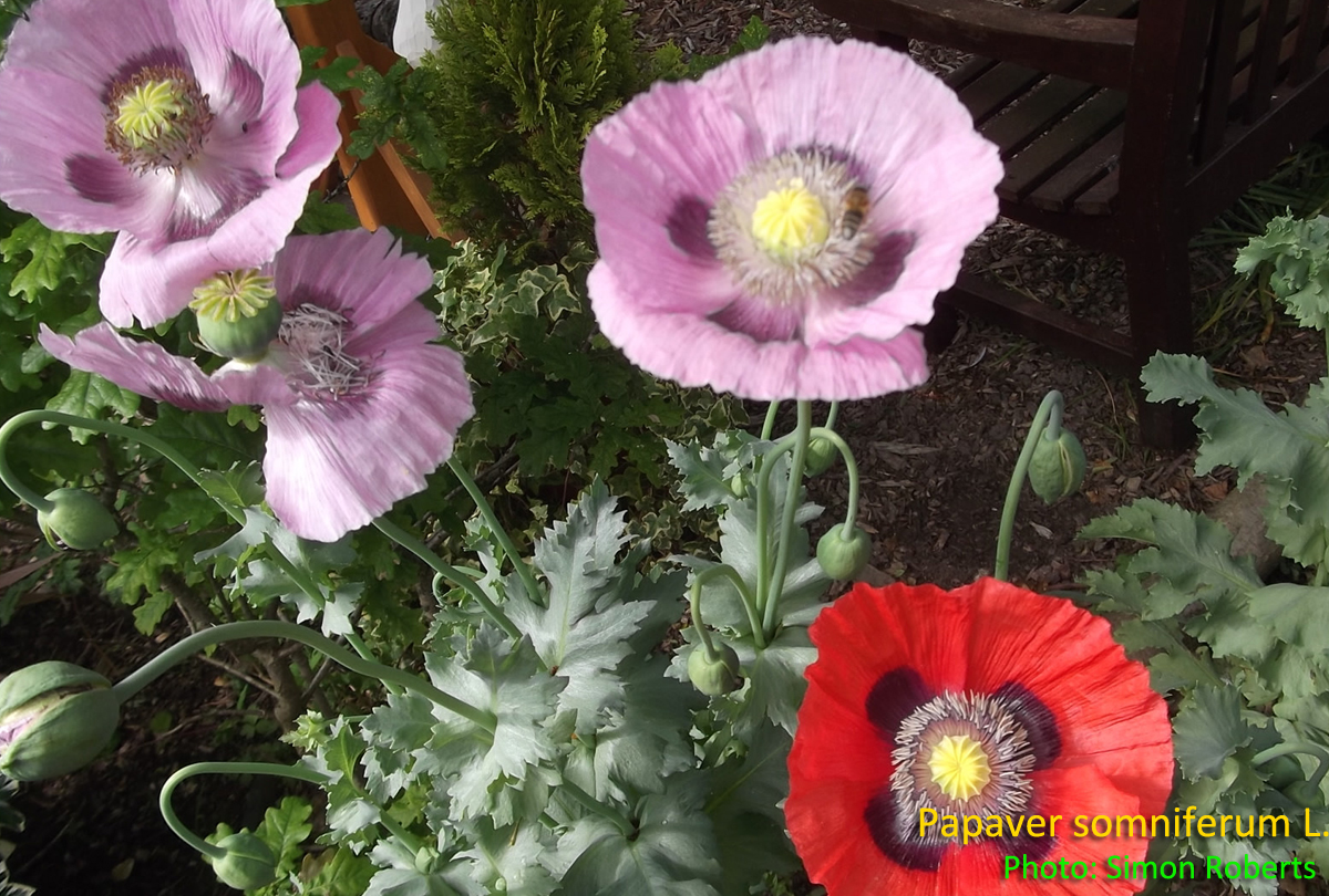 Medicinal Plants: Papaver somniferum