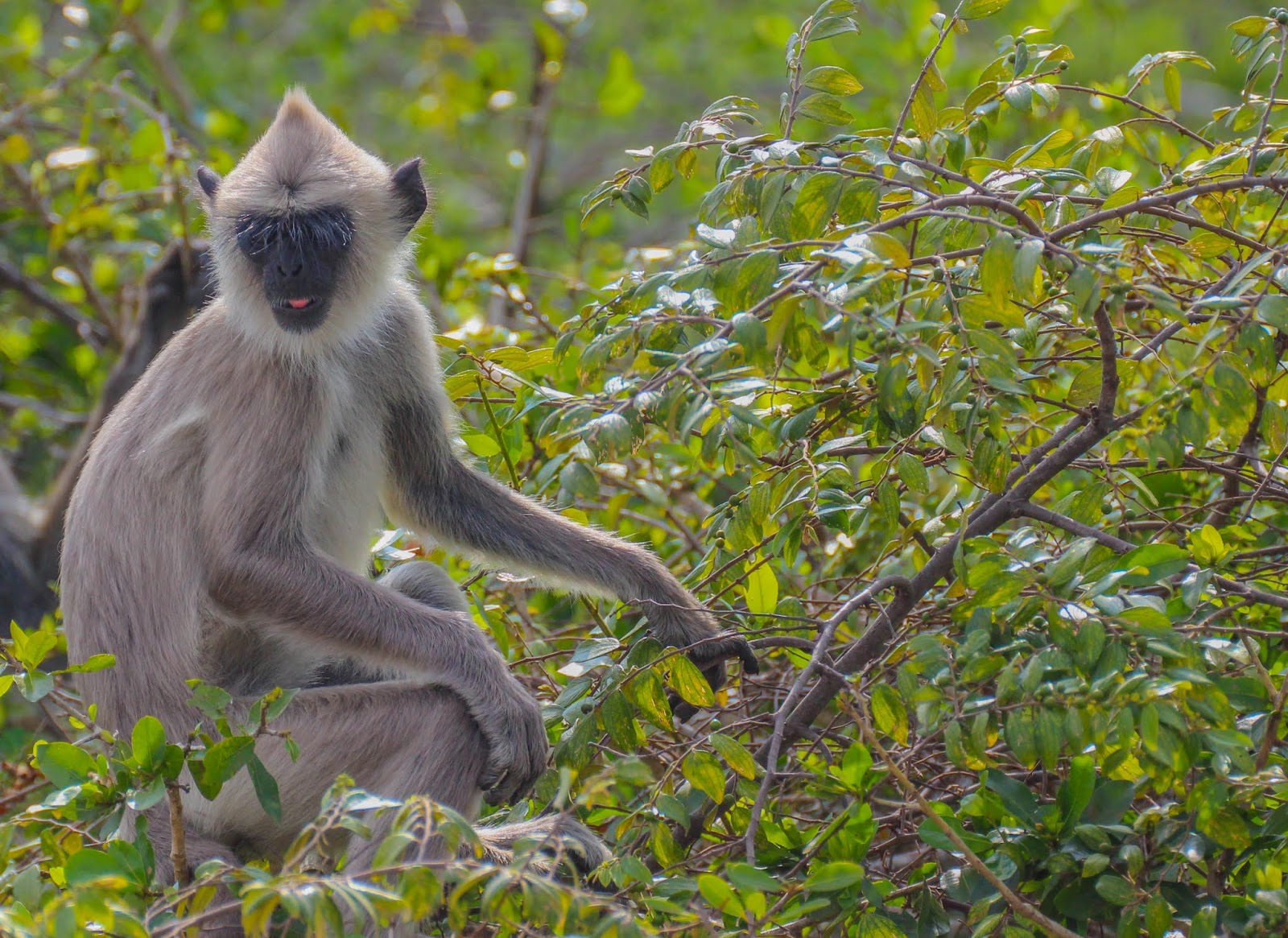 Cannundrums: Sri Lankan Tufted Gray Langur