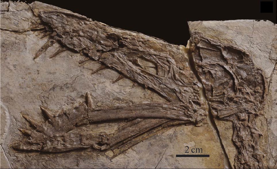 Species New to Science: [Paleontology • 2012] Jianchangnathus robustus ...
