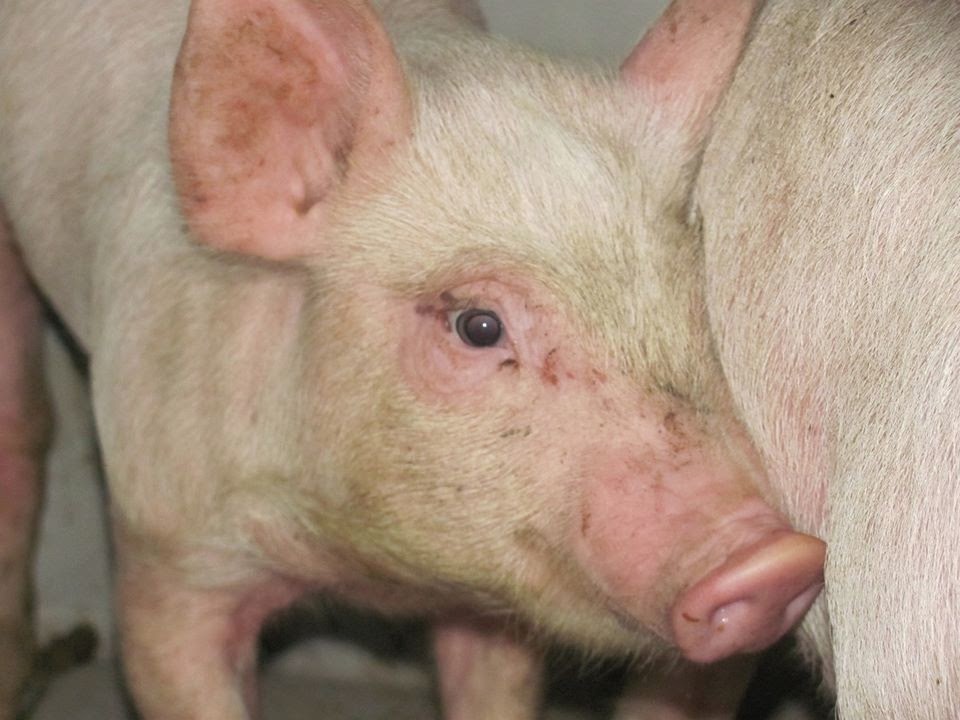 The Virtually Amish Homestead: Adding Pigs To Our Family Farm