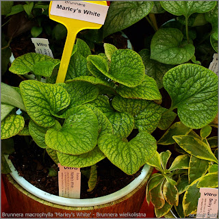 Plant Gallery - Encyklopedia Roślin: Brunnera species and varieties ...
