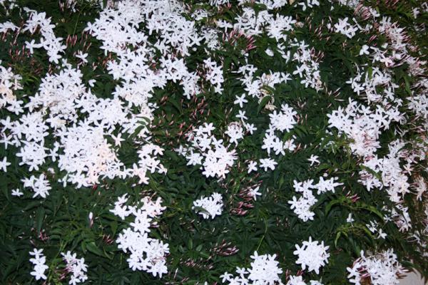 JASMIM-VERDADEIRO OU JASMIN-DOS-POETAS (Jasminum officinale) - Klima ...