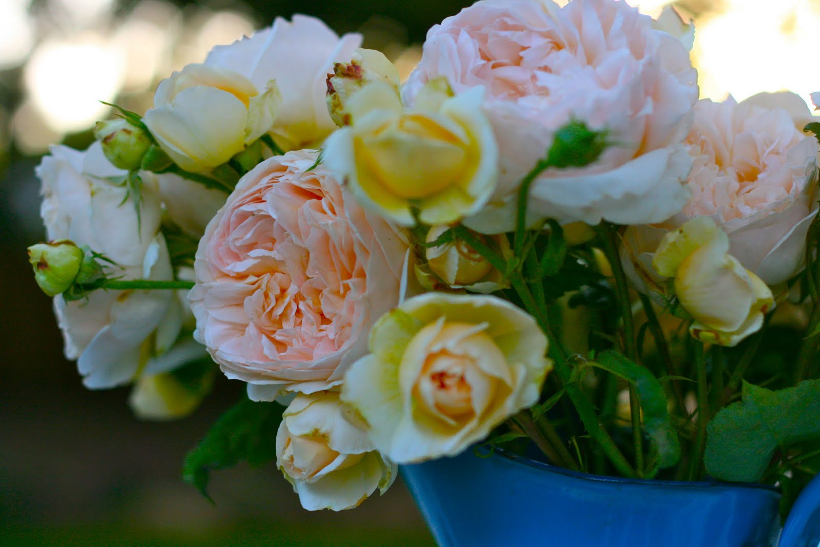 The Polished Pebble: The First Roses of Spring