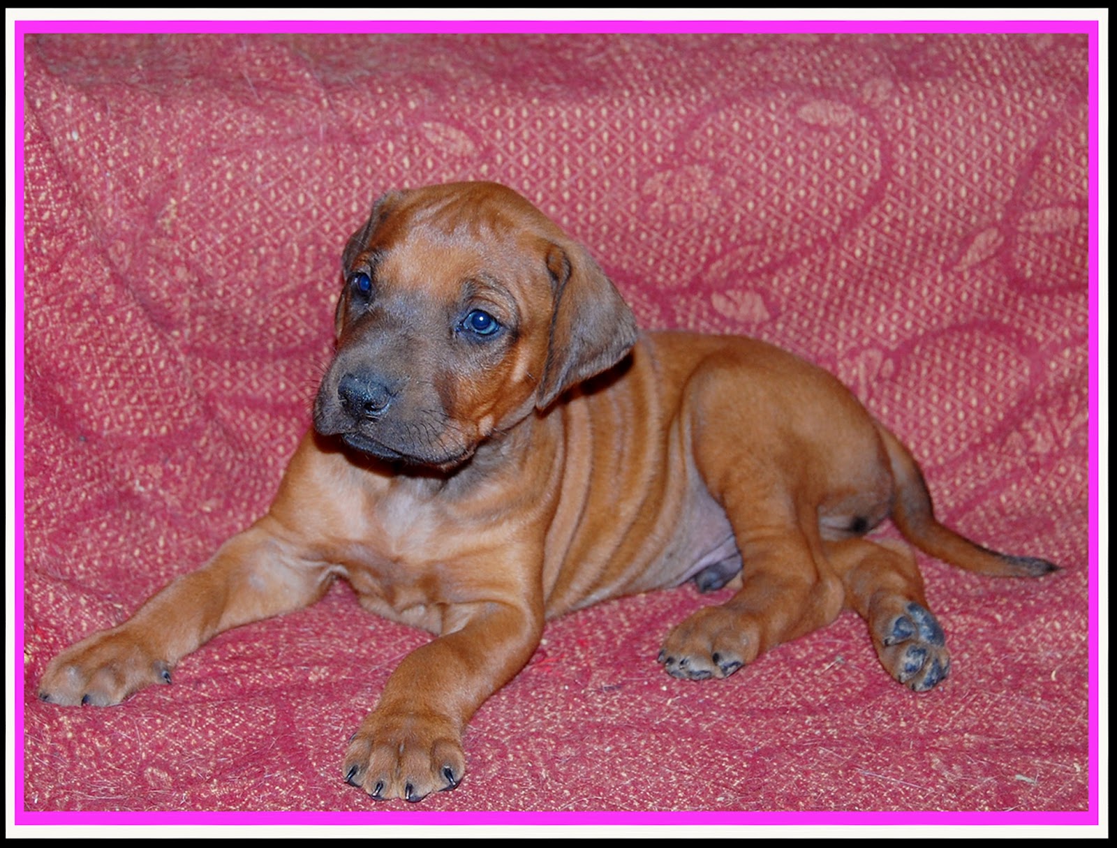 Rhodesian Ridgeback y Vizsla (Braco Húngaro) Criadores España ...