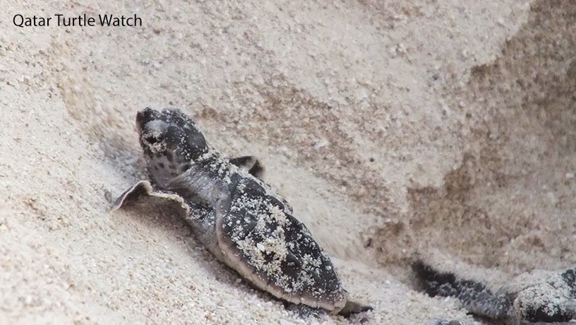 Rush360 Qatar: Qatar Turtle and Marine Watch!