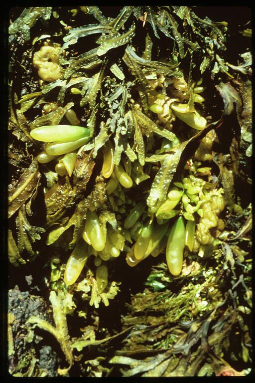 Buzz's Marine Life of Puget Sound: Algae-Seaweed-Sea Grass