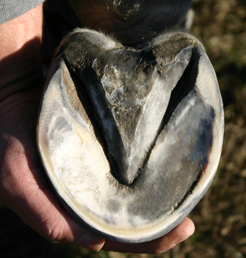 The Perfect Hoof: What is Applied Equine Podiatry?