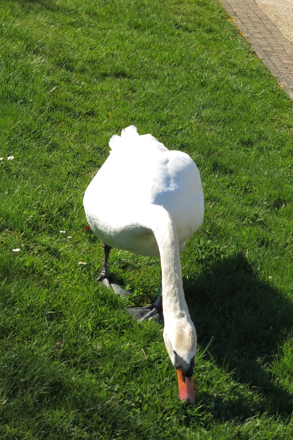 Norman & Norma - A Swan Love Story