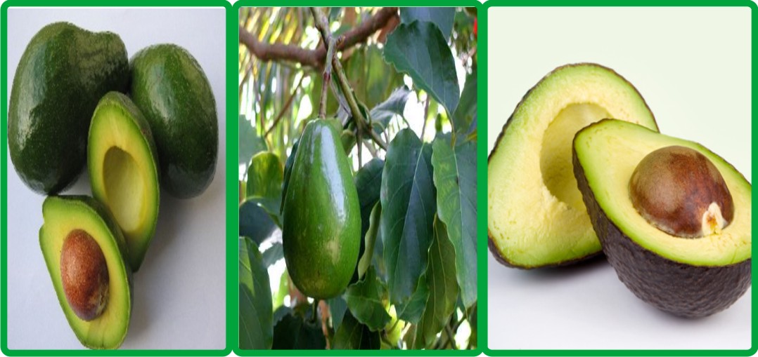 TANAMAN OBAT KELUARGA: ALPUKAT