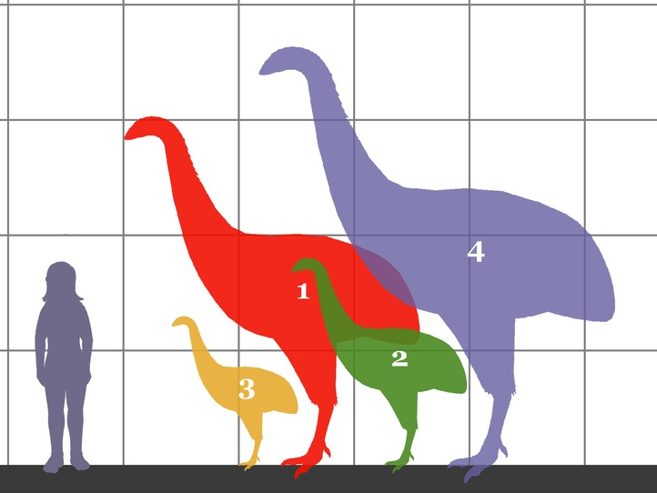 Crowned Eagle Research in KwaZulu-Natal: The largest eagle to have ever ...