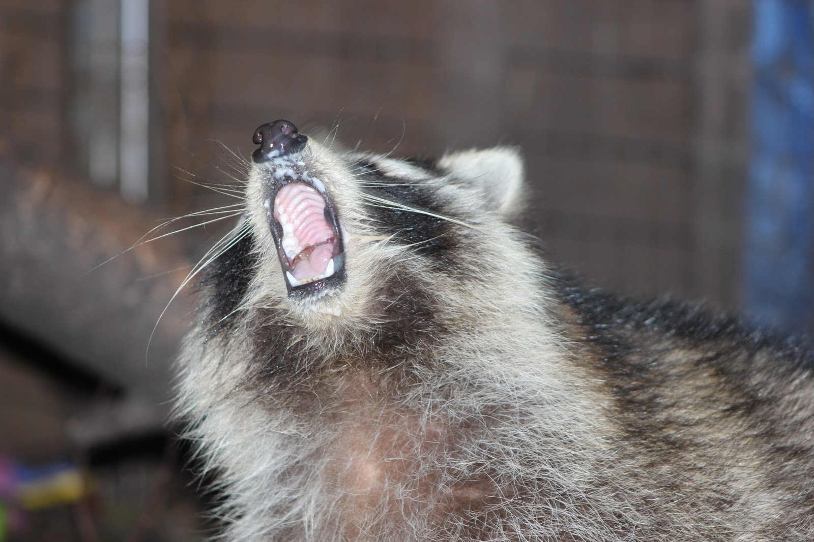 The Laughing Raccoon: The gang.
