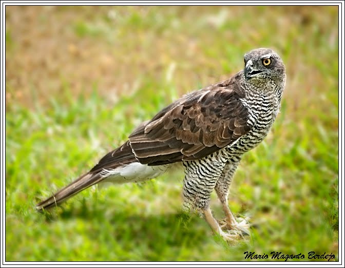 PERDIDO EN EL AMAZONAS: Accipiter (Azor)