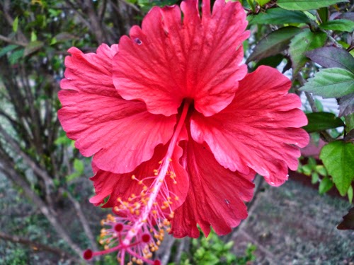Rose Mallow-Hibiscus rosa-sinensis-Wada Mala(Hibiscus Archeri) | SL Flora