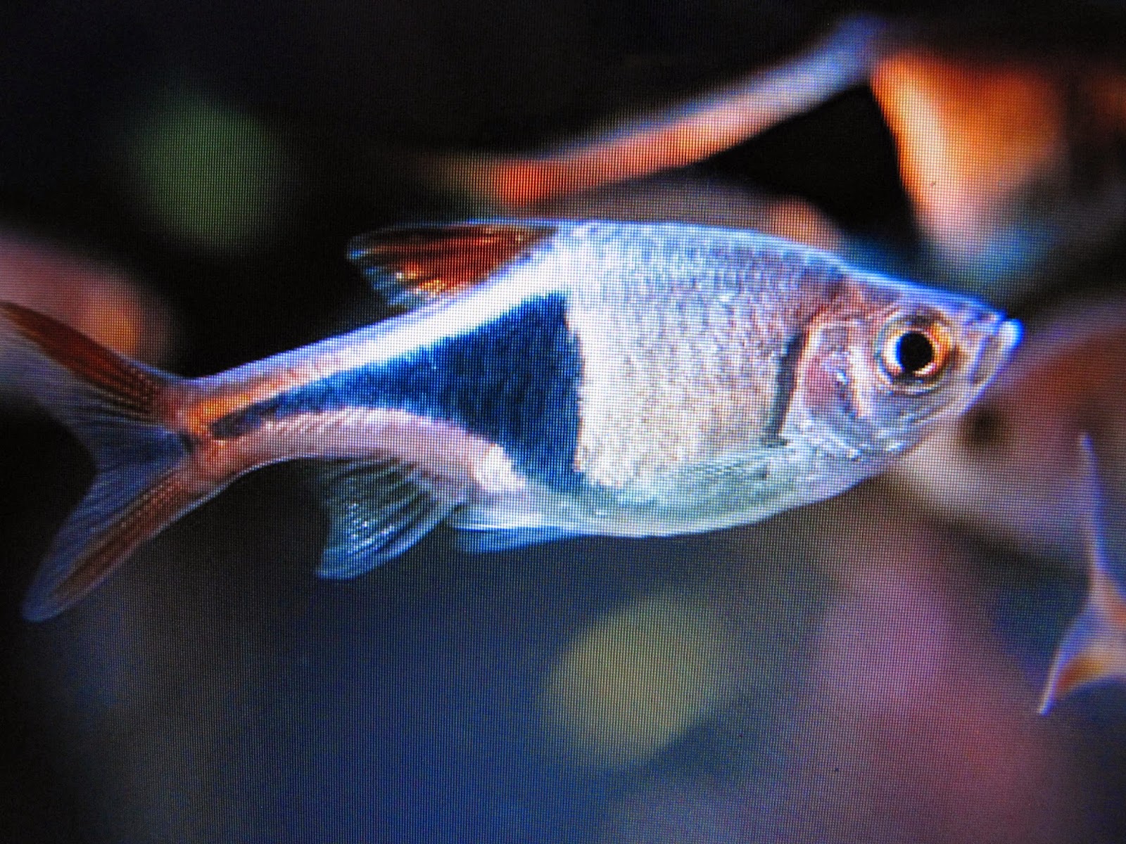 BANIAK: Ryby Akwariowe!