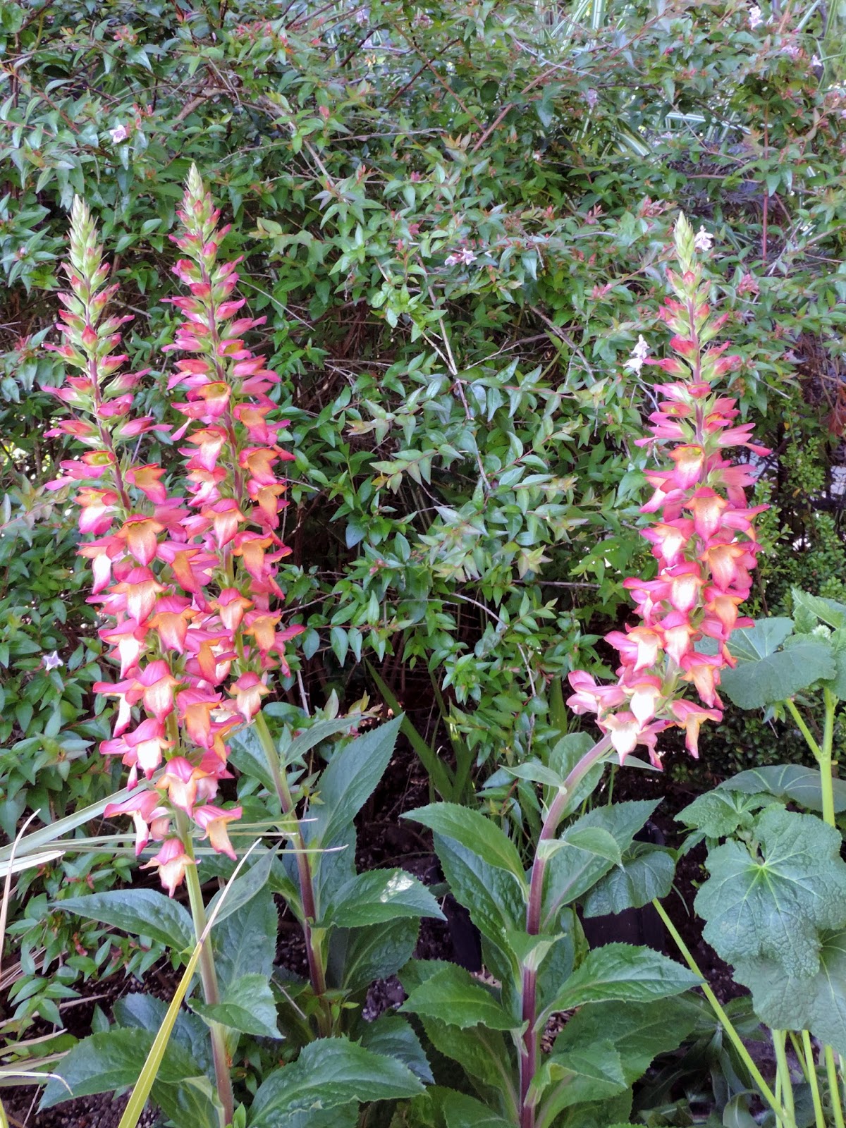 The Interstitial Gardener: Plant Review: Digiplexis 'Illumination Flame'