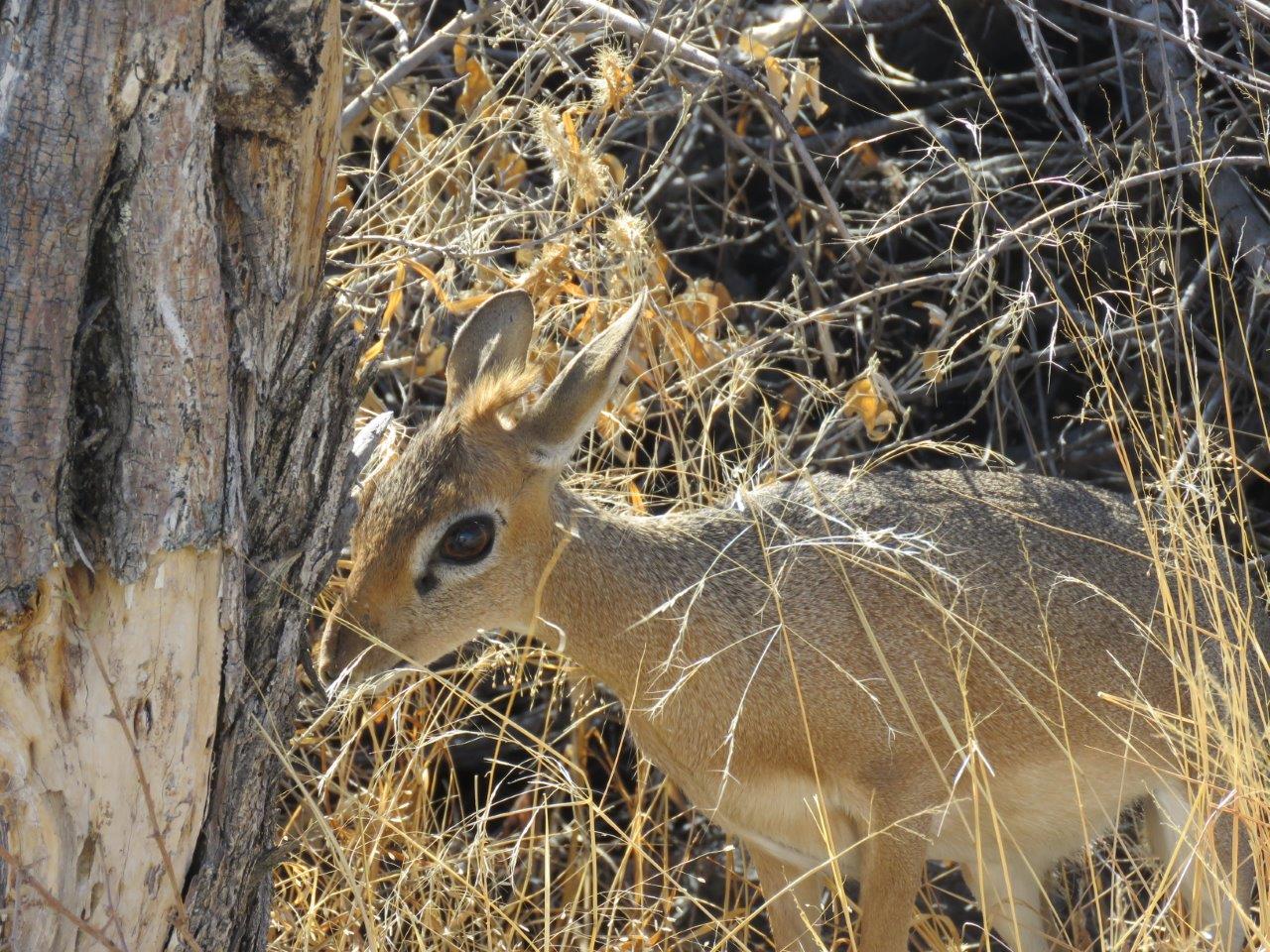 Southern Africa's Ramsar Sites: Etosha Pan (Namibia)