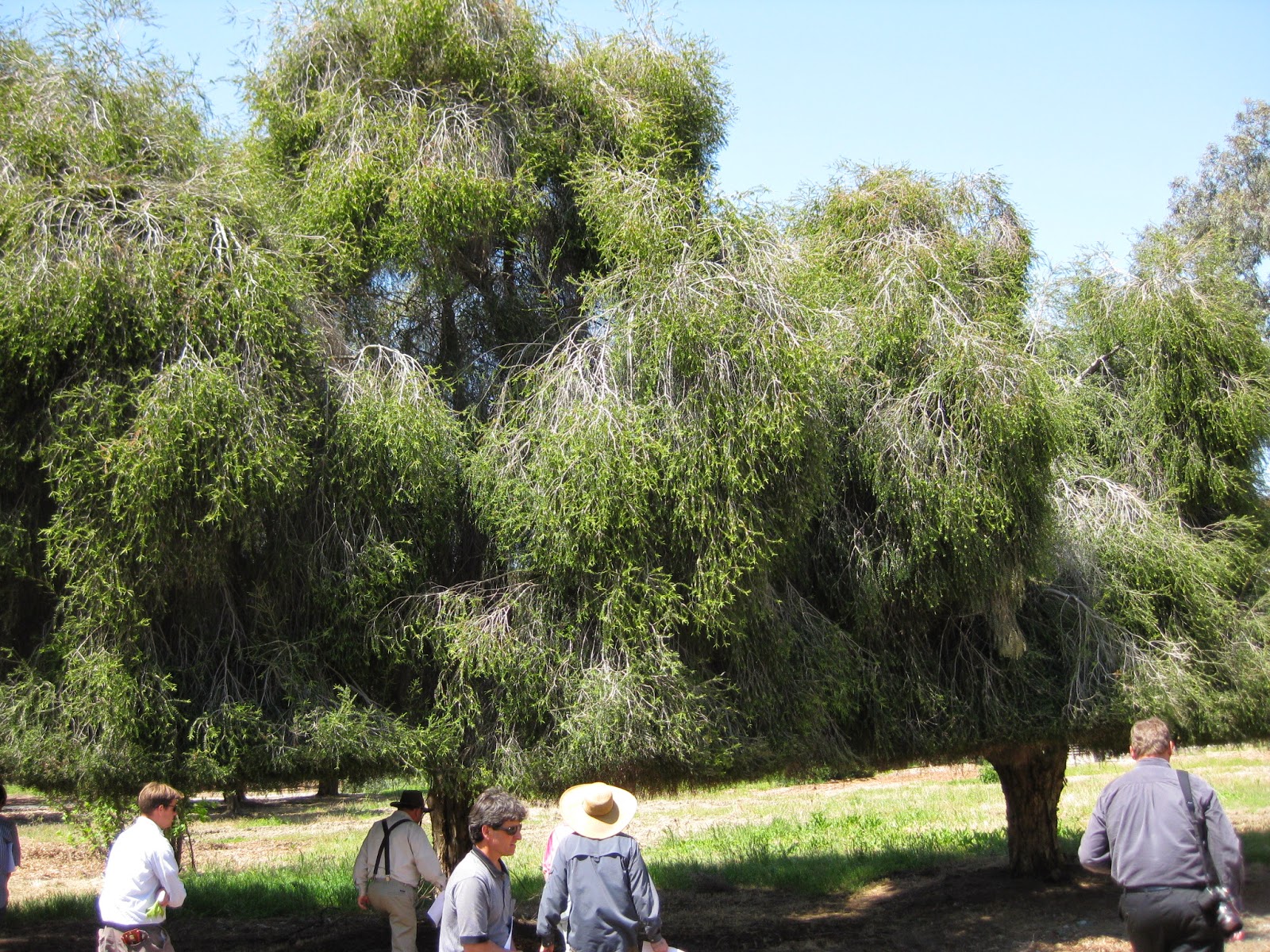 Trees of Santa Cruz County: Melaleuca styphelioides - Prickly-leaved ...