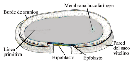 SISTEMA CARDIOVASCULAR GRUPO: 7-13 EMBRIOLOGIA: Capitulo 5: Tercera ...