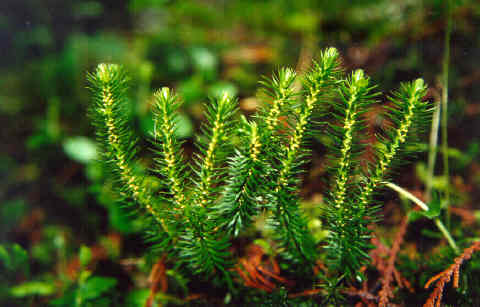 TUMBUHAN PAKU (CUBAN RAIS) | Goeboek Kata Doenia Maya