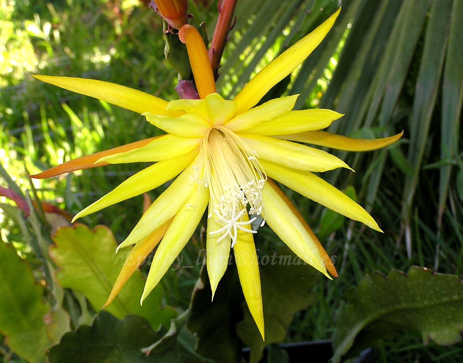 Epis Llum: FLORES DE EPIPHYLLUM