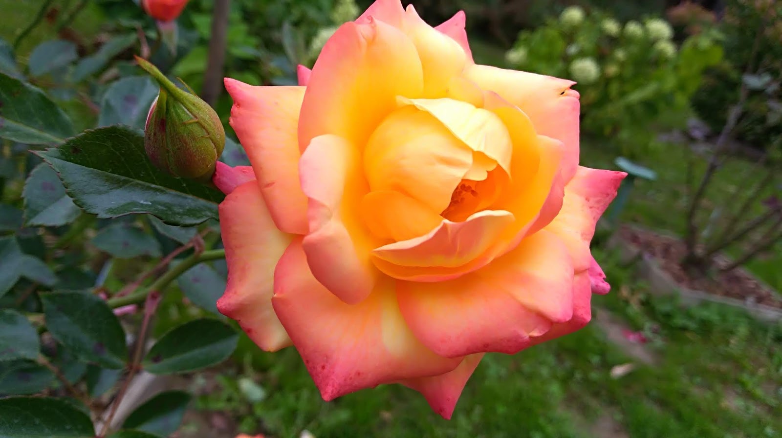 Ranczo Elma: Róża (Rosa) Redova