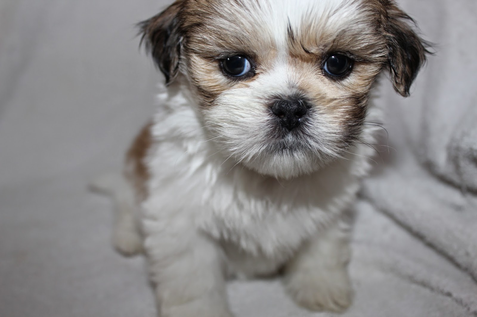 Lhasa Apso - Penny's Pups from birth to new homes: lhasa puppy pippin