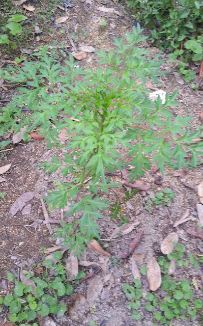 Warisan Petani: Pokok Ulam Raja