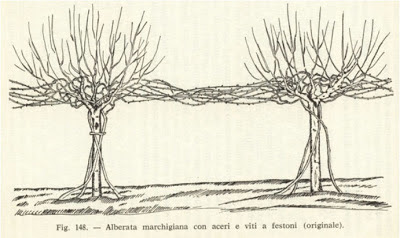 LABORATORIOPERMANENTEPAESAGGIO: VITE MARITATA MARIO AVOLA ALBERATA ...