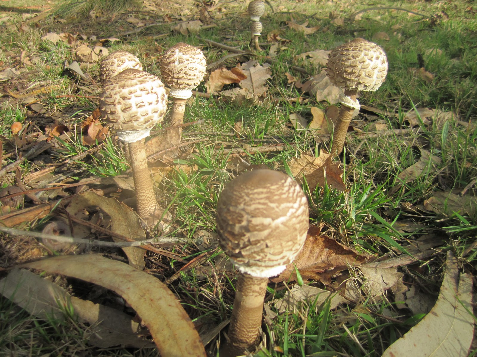 MACROLEPIOTA PROCERA; CONDENADA SIN JUICIO PREVIO