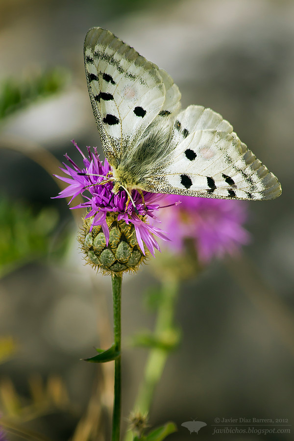 Bichos y plantas de León: Apolo