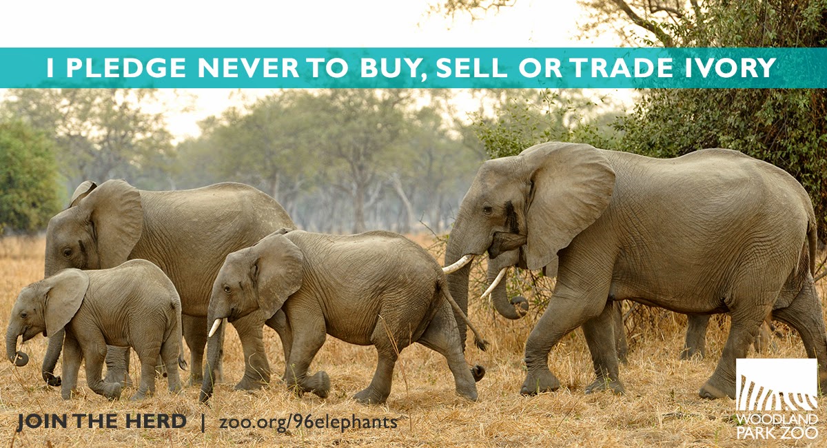 Action Alert: Take the 96 Elephants pledge