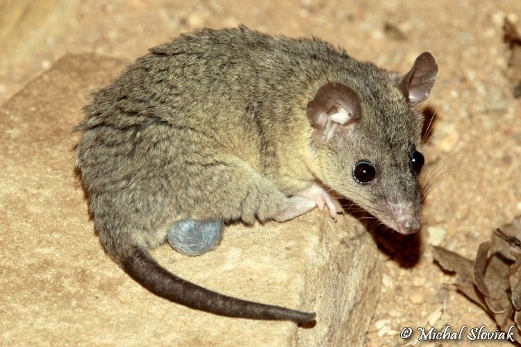 FAUNA E FLORA DO RN: Catita Monodelphis domestica (Wagner,1842); Fauna ...