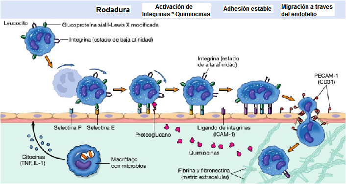 migración leucocitaria: MIGRACIÓN LEUCOCITARIA