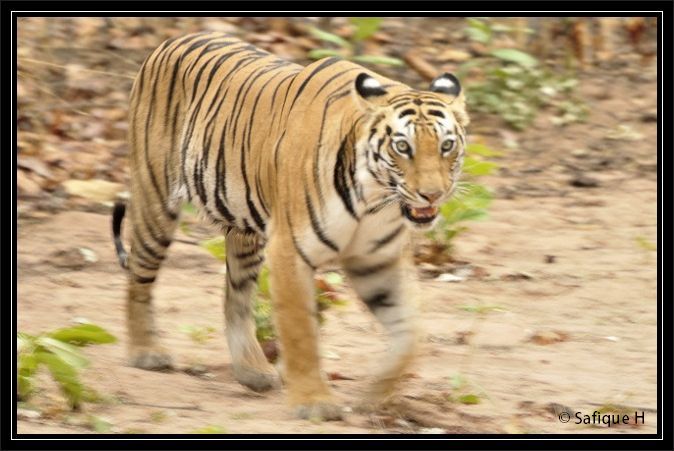 Nature Beckons: Audacity of a Tiger: My spectacular 4 days at Bandhavgar