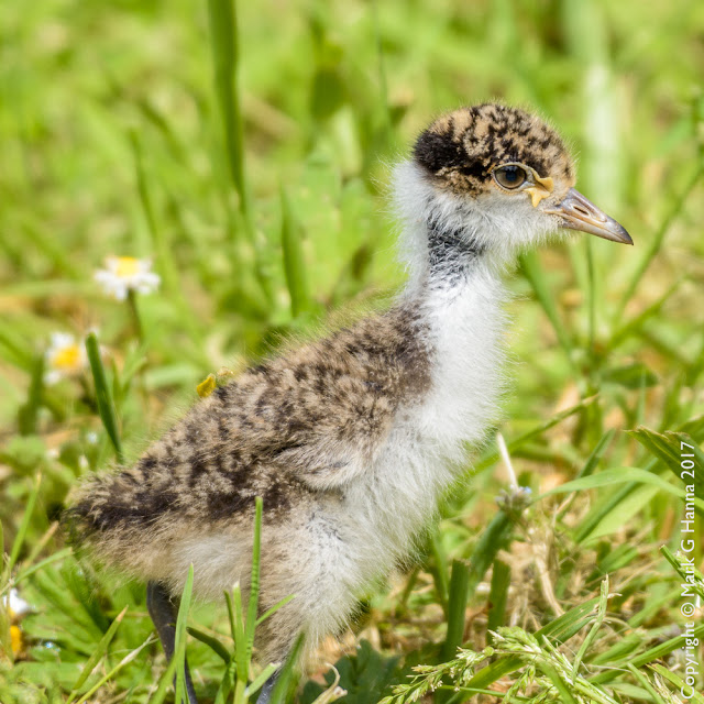 Mark's Tasmanian Bush Blog: Masked Lapwing Chick (“Plover”)