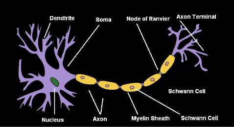 Neuron Diagram Labeled