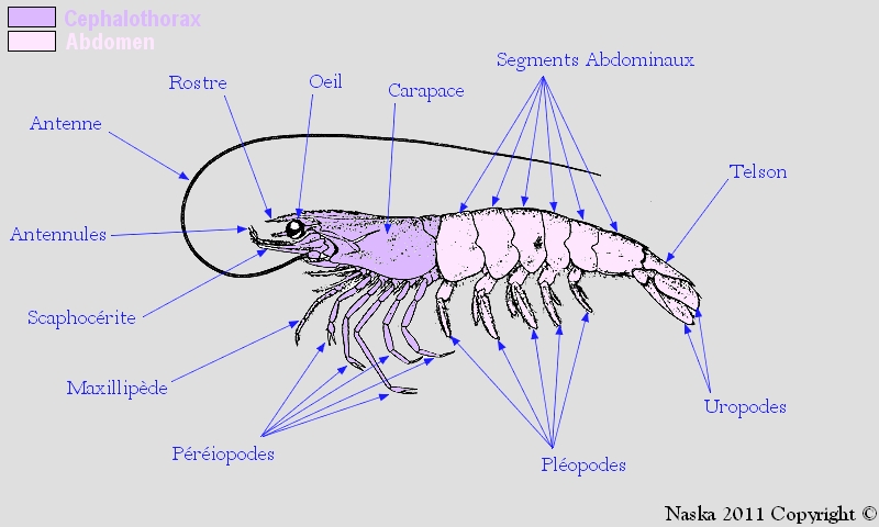 Shrimps of Naska: Morphologie d'une crevette