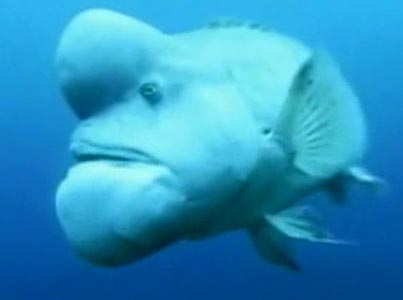 A Random Blog: The Ugliest Fish in the Sea