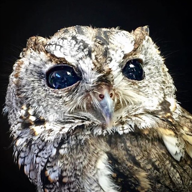 Blind owl and the starry universe in her eyes - My Interests