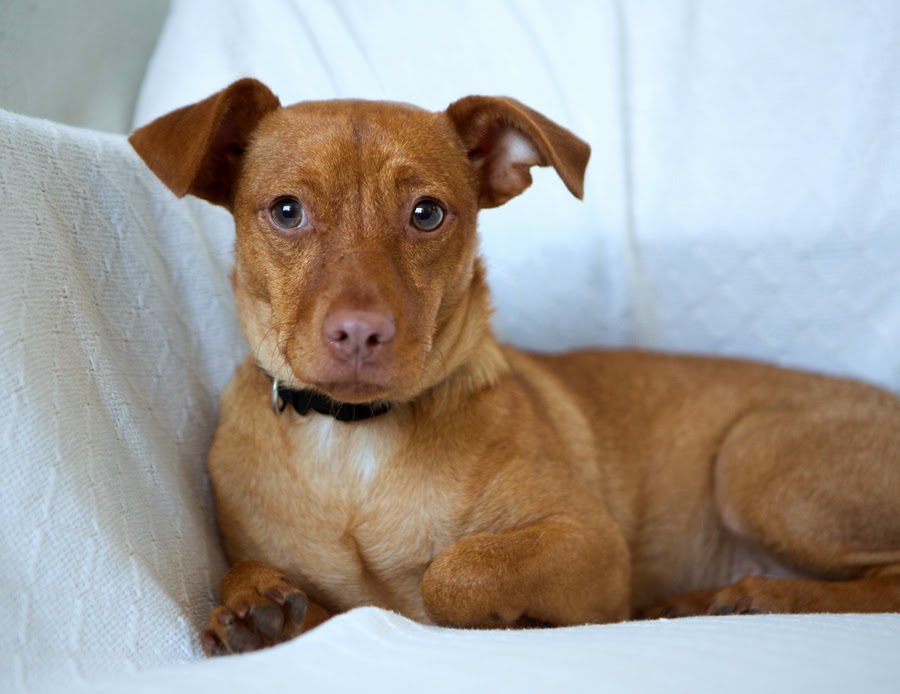 Shelter Dogs of Portland: "DEX" a gentle pup