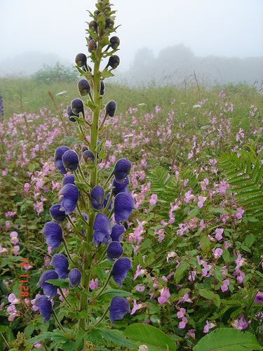 Acónito indio (Aconitum ferox)
