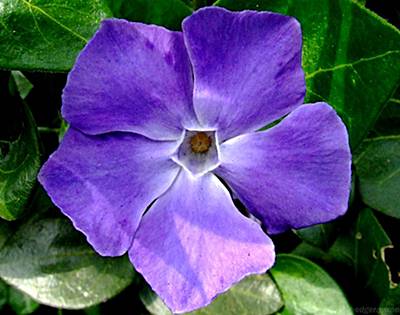 Healthy Living by Nature: Periwinkle : Benefits and Uses