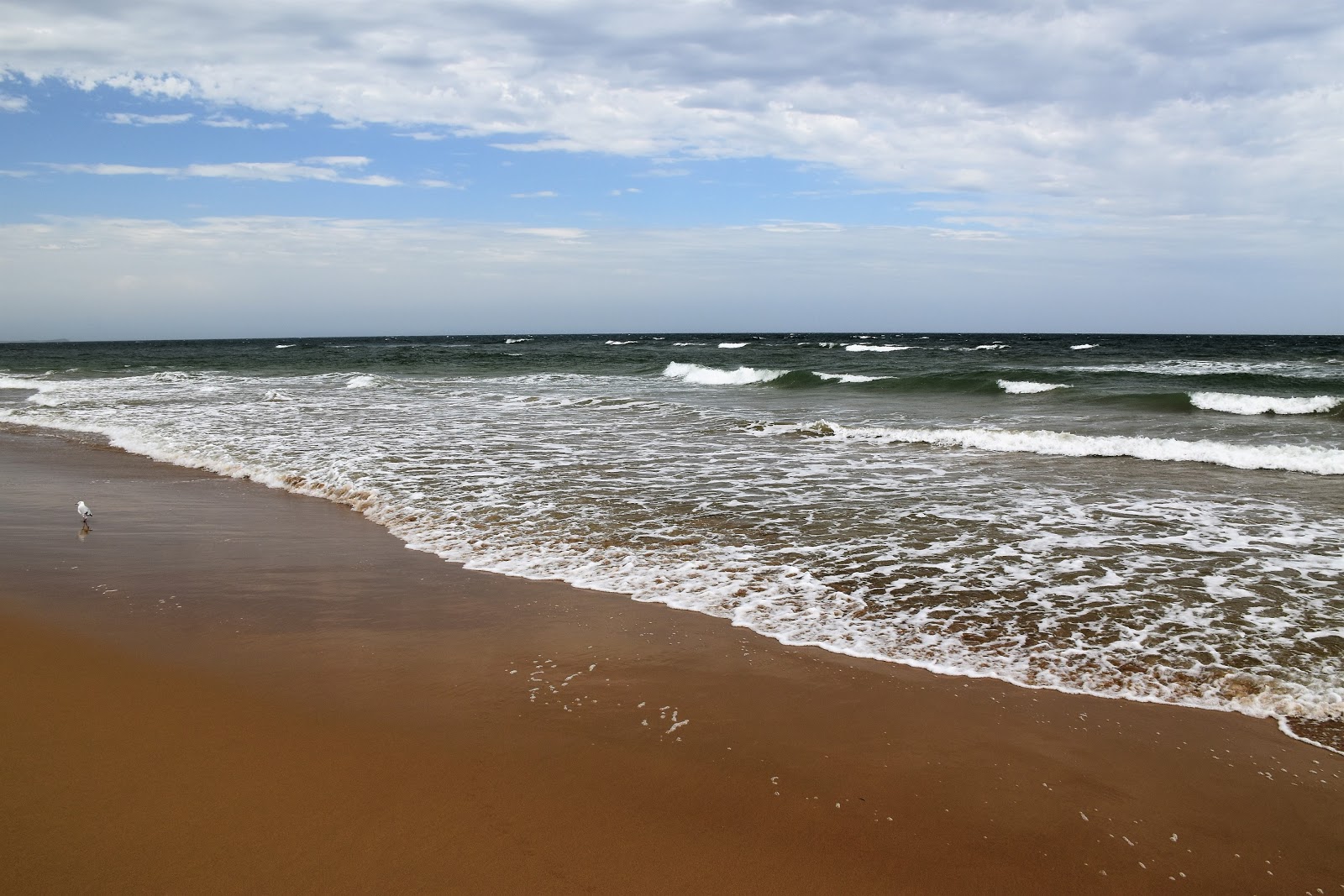 Goin' Feral One Day At A Time: Point Impossible, Breamlea Flora & Fauna ...