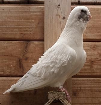 Syrian curled Dewlap pigeons ( Frisé Syrien ) - Pigeons fall