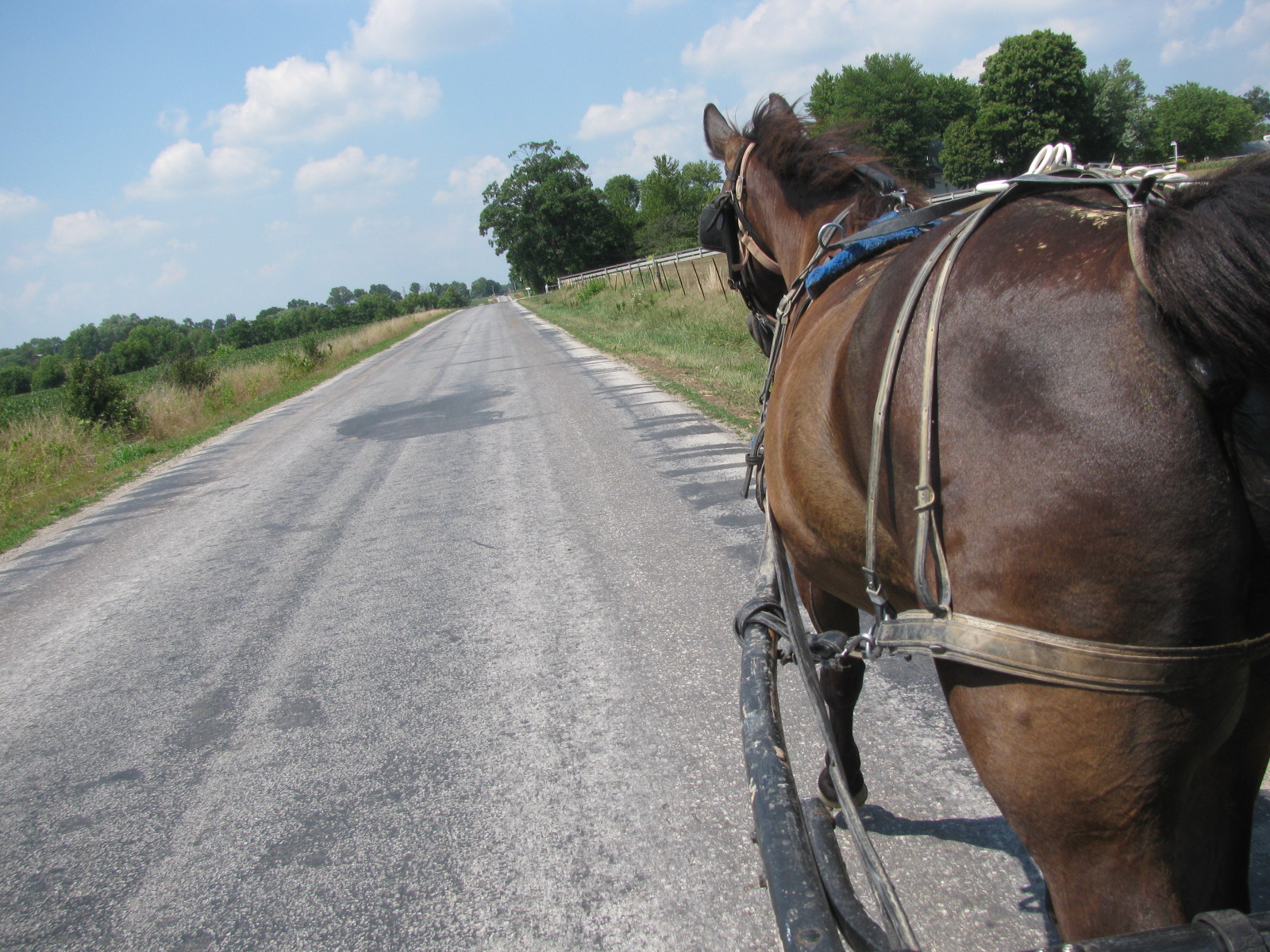 Murray & Candace's Adventures: Buggy ride...