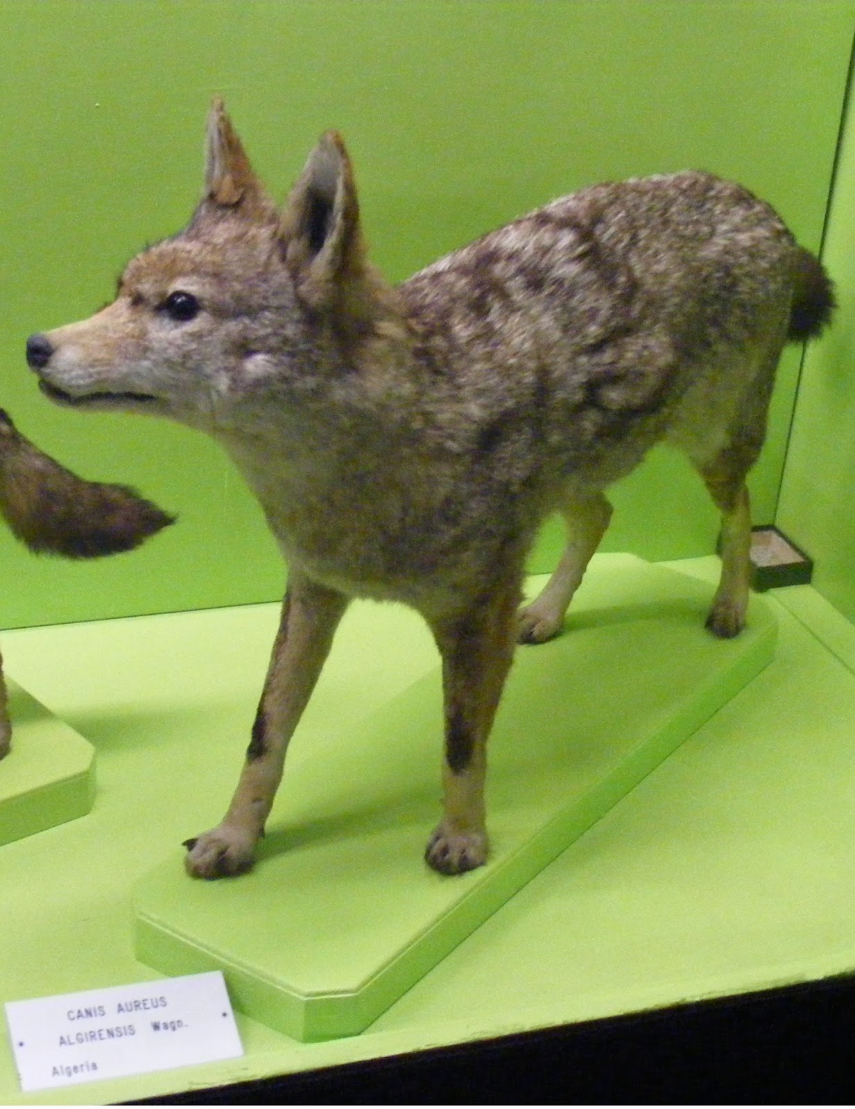 Abe's Animals: African golden wolf subspecies