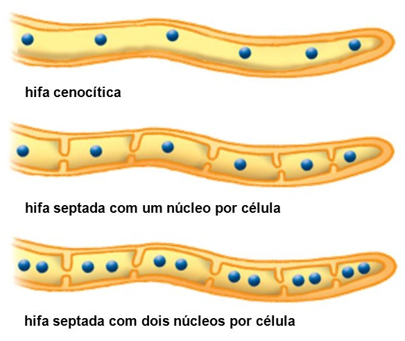 O Melhor da Biologia: Tipos de Hifa